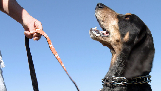 Smokey celebrates bluetick's new status as Tennessee state dog | wbir.com