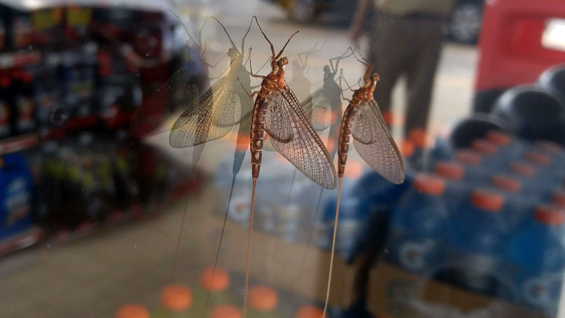Mayfly mating madness overwhelms West Knox | wbir.com
