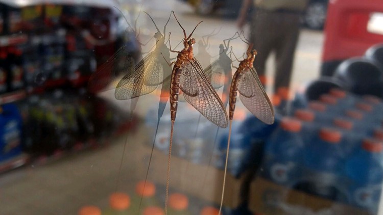 Mayfly mating madness overwhelms West Knox | wbir.com