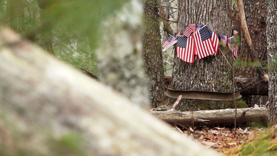 Patriotic response to Pearl Harbor tree grows in Smokies | wbir.com