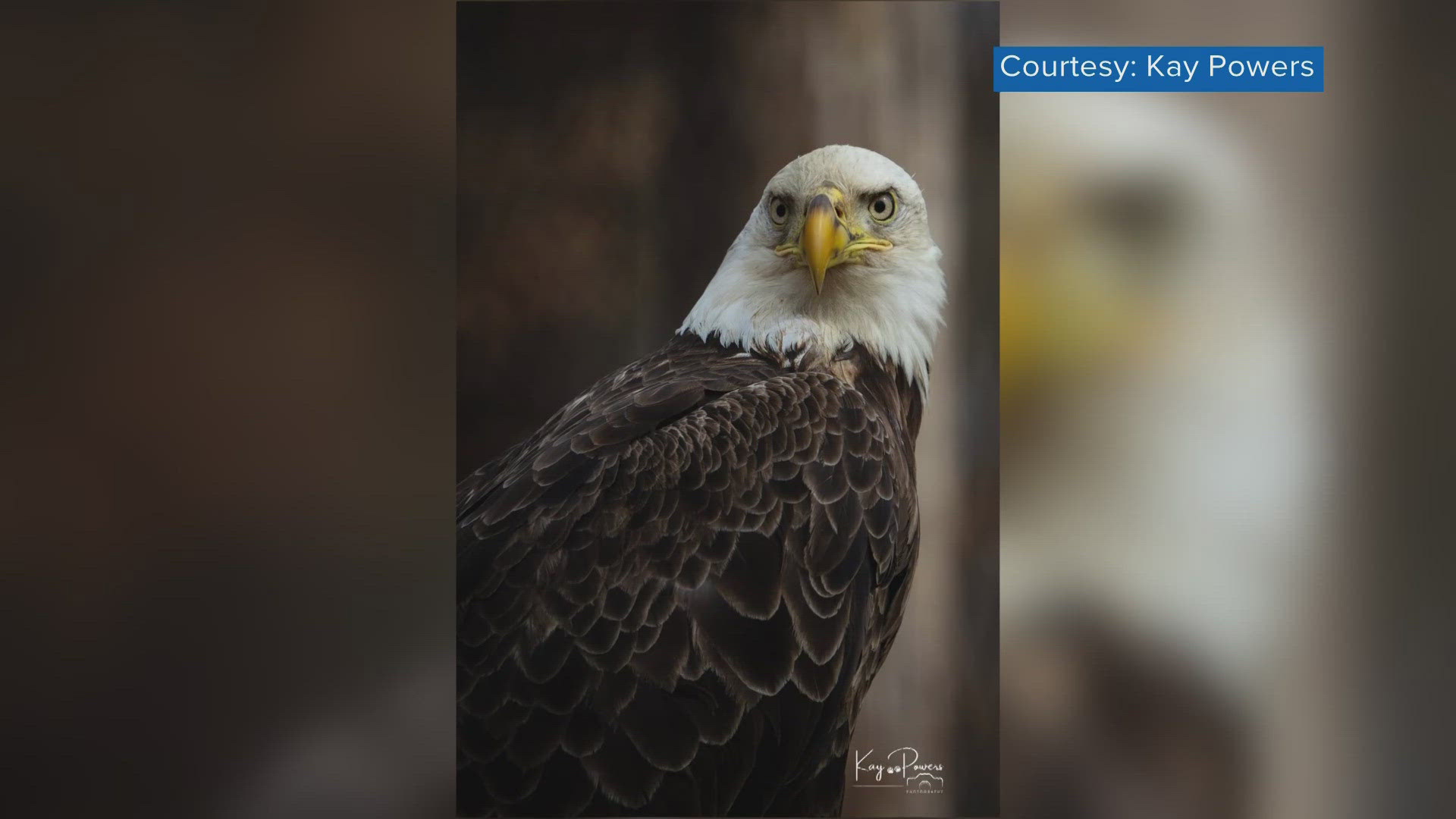 Bald Eagle released back into wild after recovering from lead poisoning ...