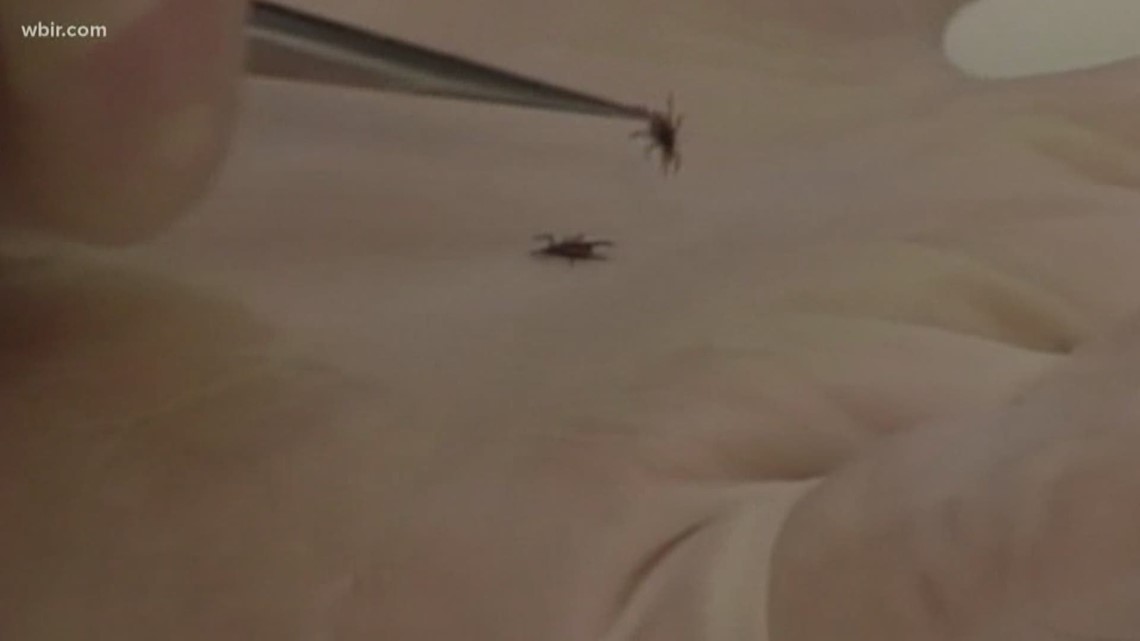 Lone Star tick bite causes life-threatening meat allergy to hundreds in ...