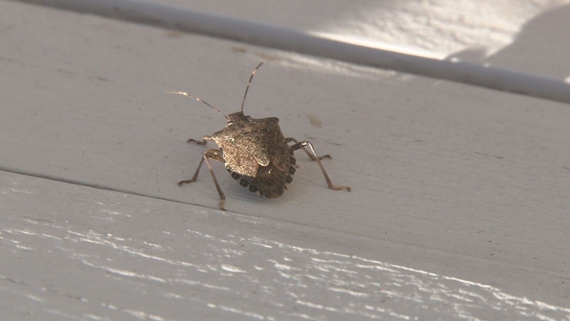 Hot temperatures bring out summer, fall bugs all at once | wbir.com