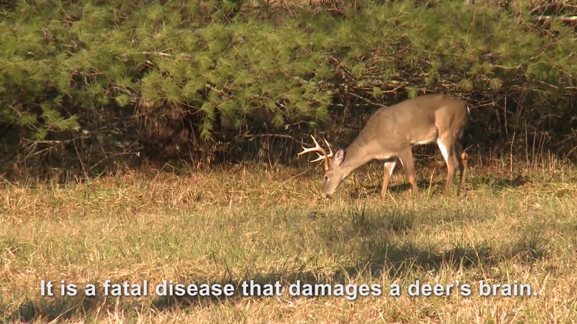 Chronic Wasting Disease | wbir.com
