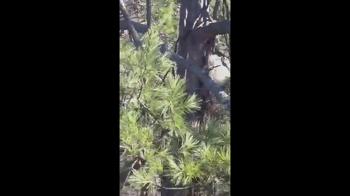 Albino Fox in my Pinetree | wbir.com