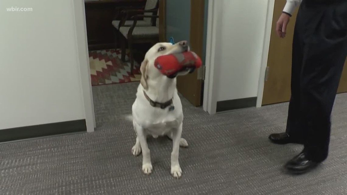 Tennessee lawmaker's dog calls Capitol home, provides emotional support ...