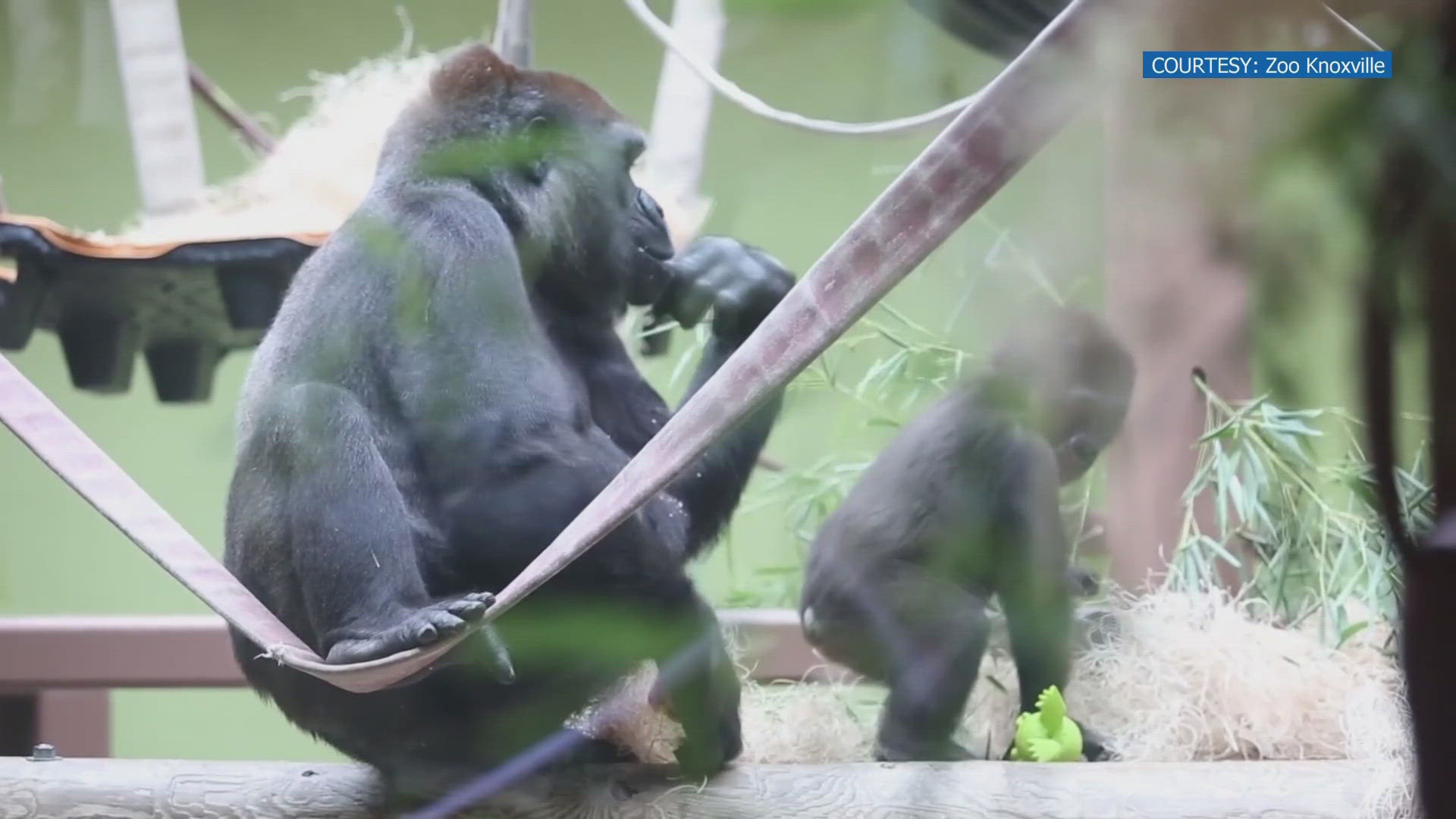 Zoo Knoxville mourns loss of gorilla Kowali at age 47 | wbir.com