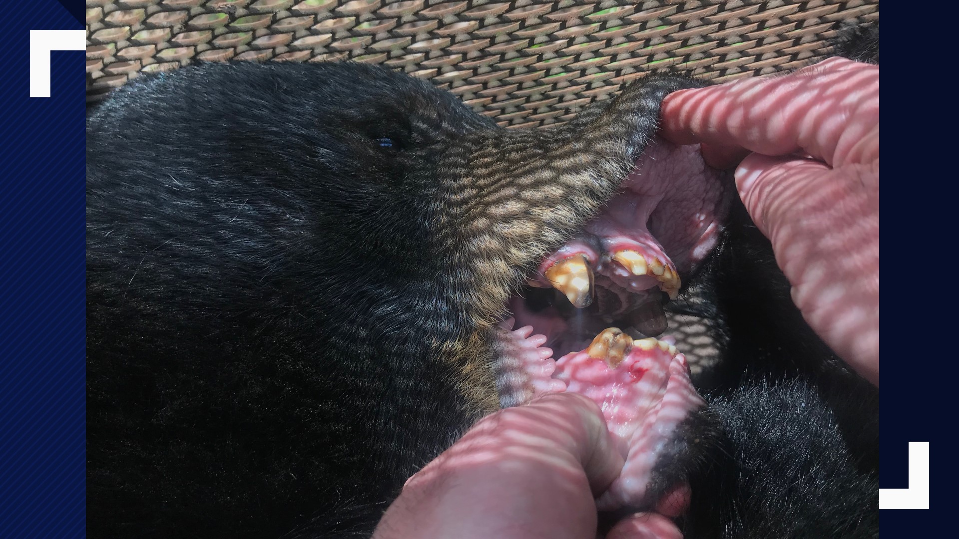 TWRA: Bear spotted inside DENSO plant captured, relocated | wbir.com