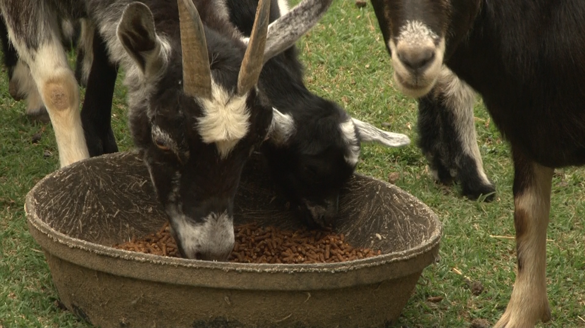 Knox County Juvenile Detention Center welcomes baby goats, officials ...