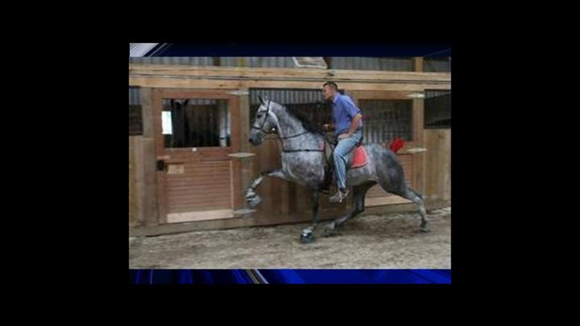 Tennessee Walking Horse abuse triples in 4 months | wbir.com