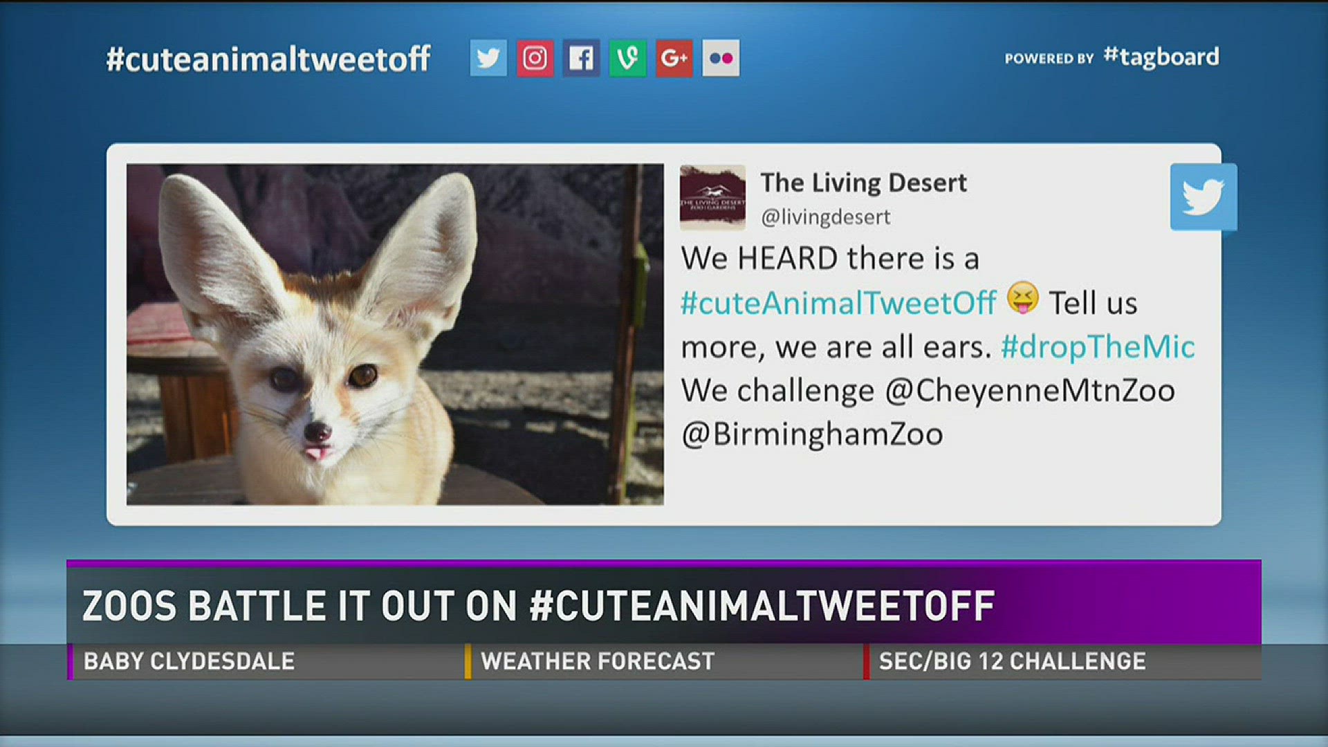 This animal-cuteness Twitter battle is the best | wbir.com