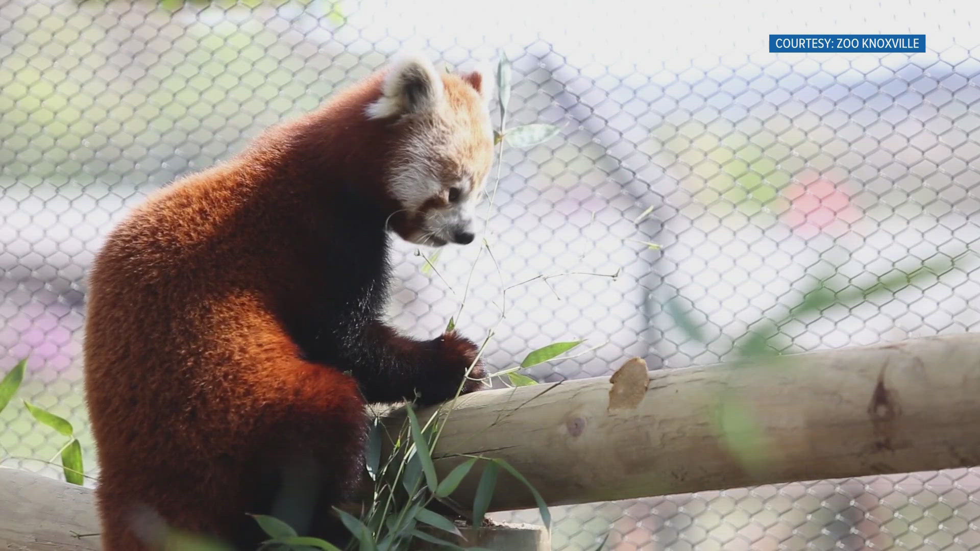 Zoo Knoxville will refer to red pandas as 'orange' ahead of Vols ...