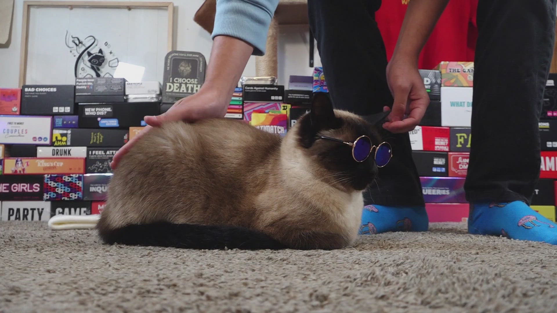 Knoxville man's card-playing cat, 'Bap Kat,' builds viral following | wbir.com