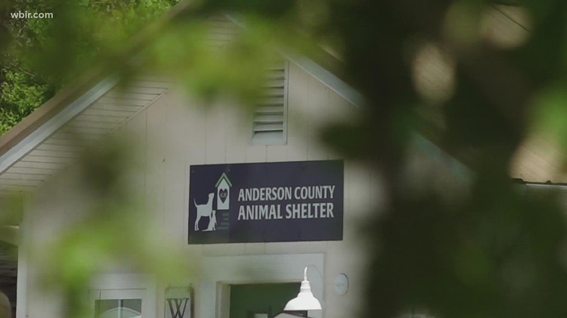 Critics raise concerns about Anderson Co. Animal Shelter; director says ...