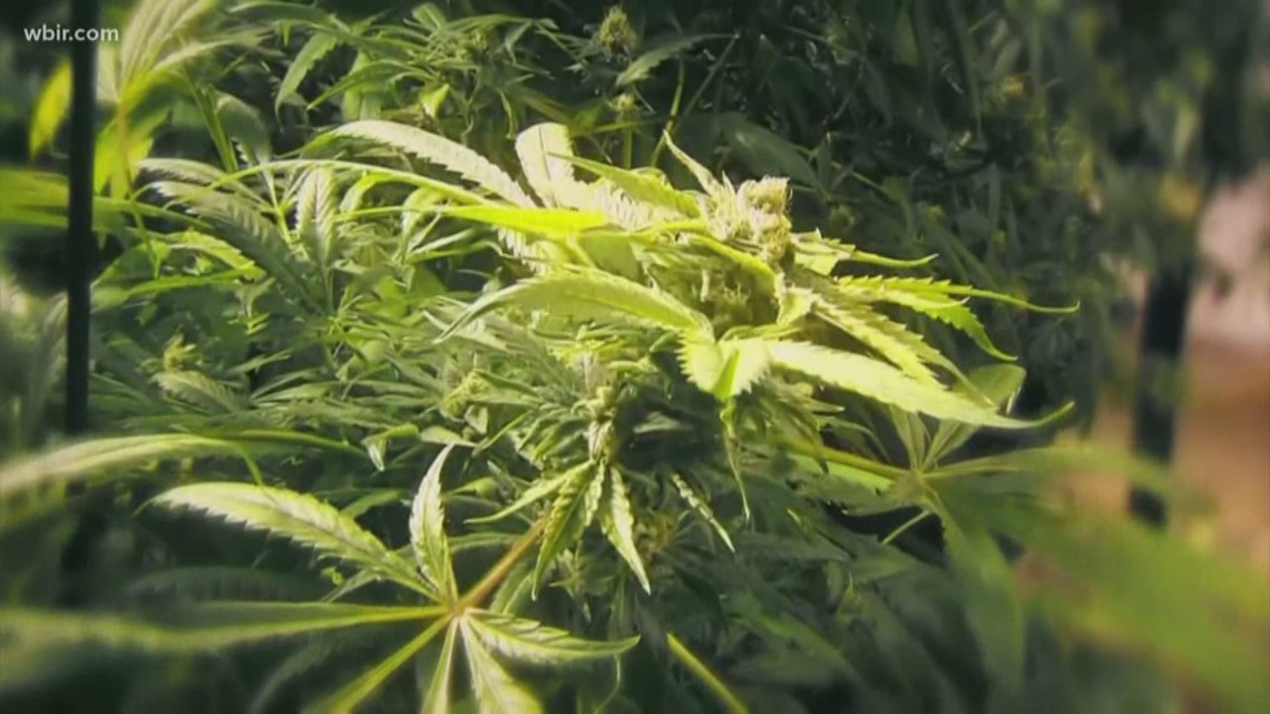 Tennessee lawmakers weigh legalizing medical marijuana | wbir.com Tennessee lawmakers weigh legalizing medical marijuana | wbir.com