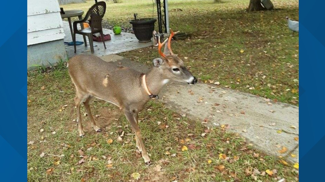 Tennessee deer attack: Woman seriously hurt by "gentle deer" | wbir.com
