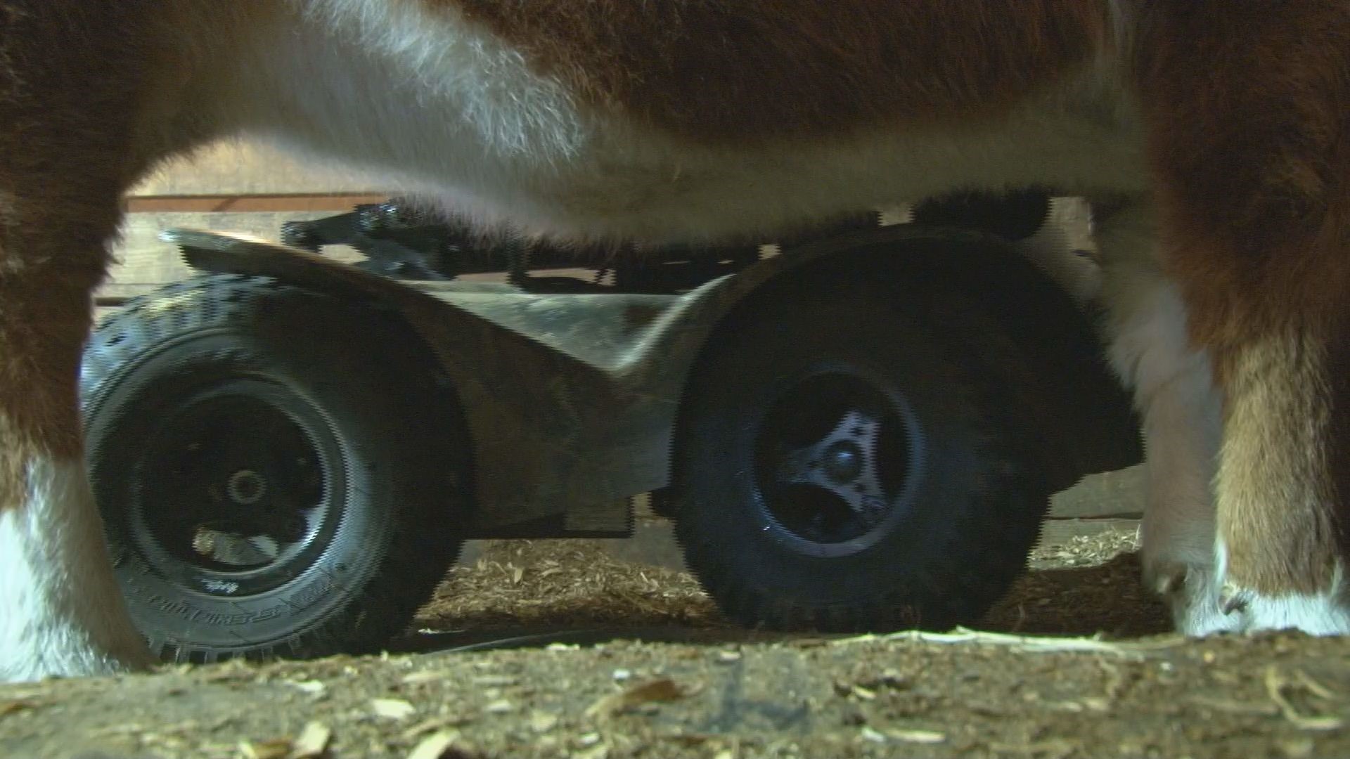 Everyday Olympians: Boy and his cow overcome disabilities to win blue ...