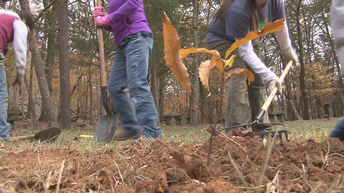 Tennessee trying to bring back the nearly extinct American Chestnut ...