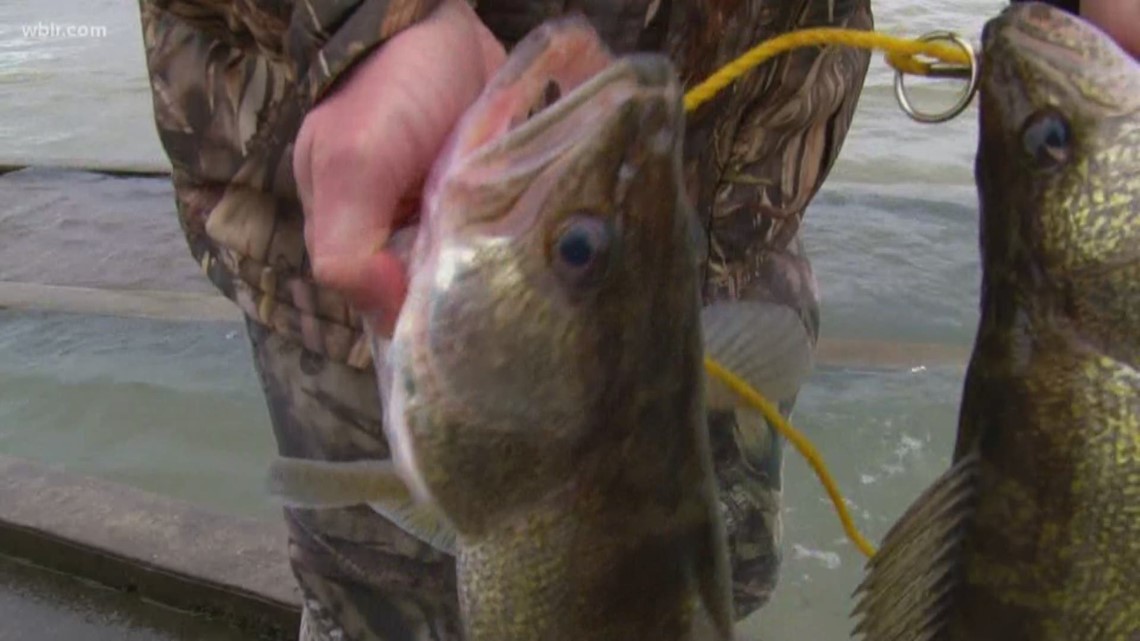 Born in Tennessee but don't live here? TWRA now has Native Tennessean ...