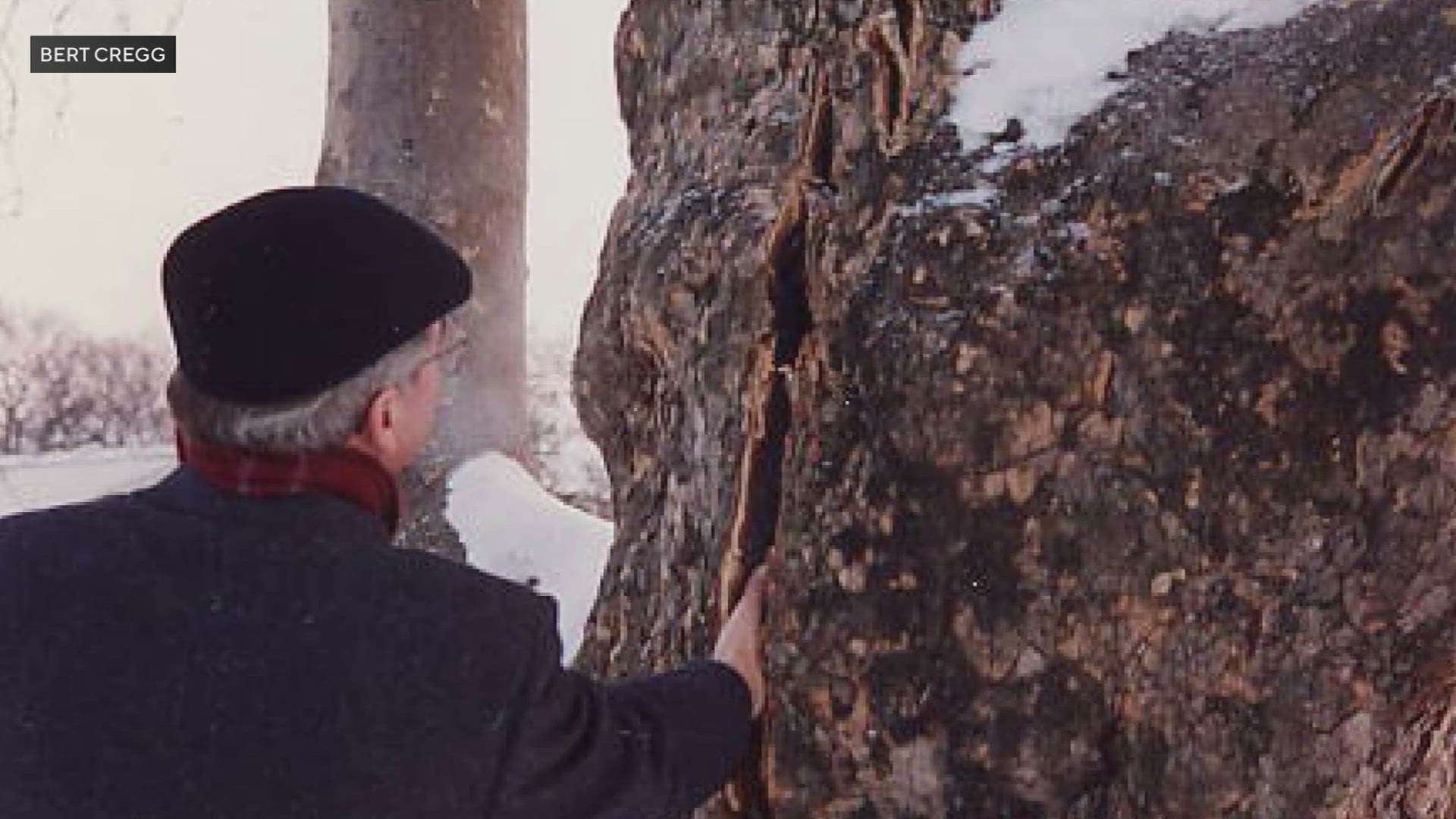 Officer fatally shoots an aggressive raccoon on a New York boardwalk ...
