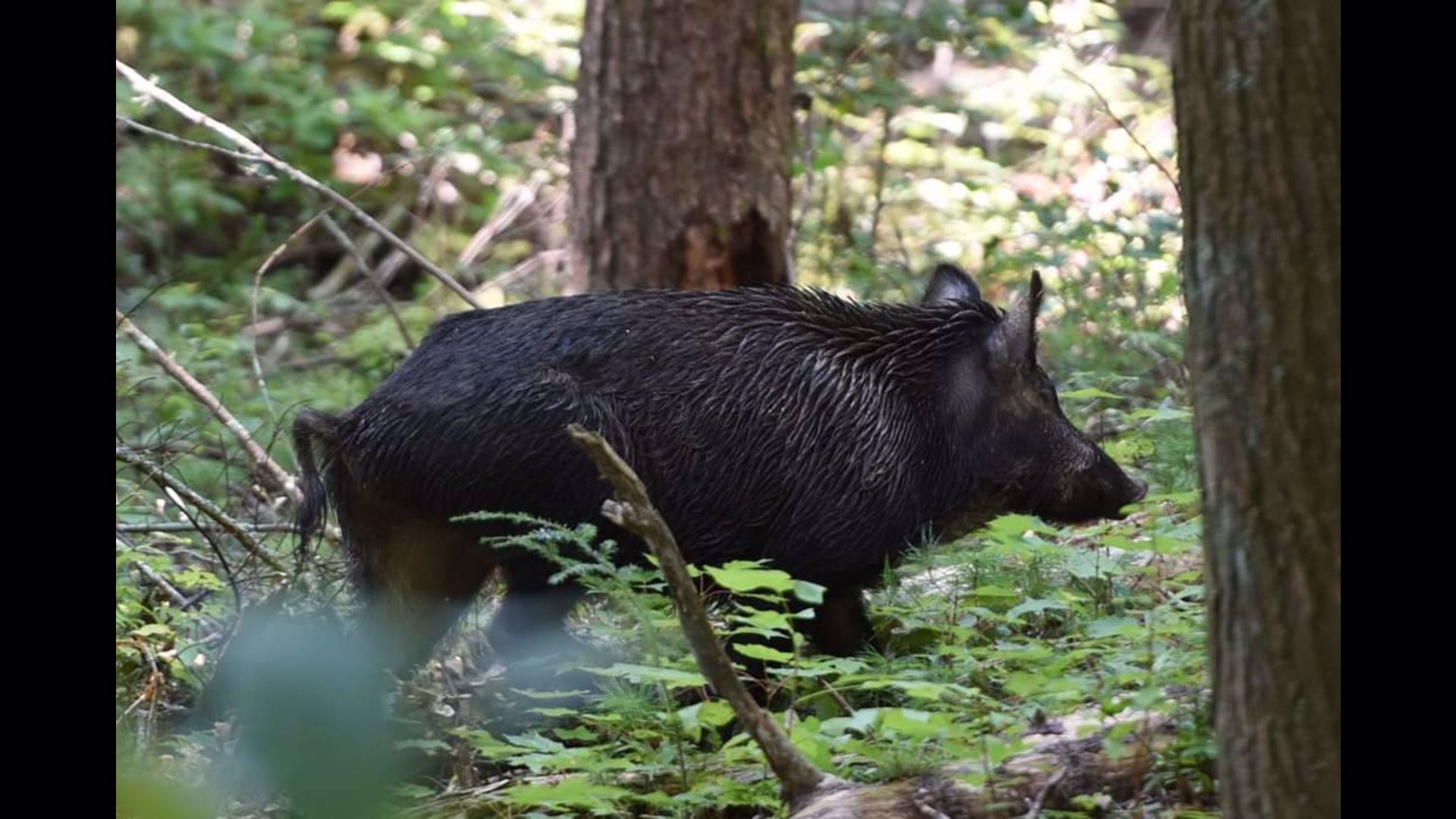 It's hog-hunting season at Big South Fork | wbir.com