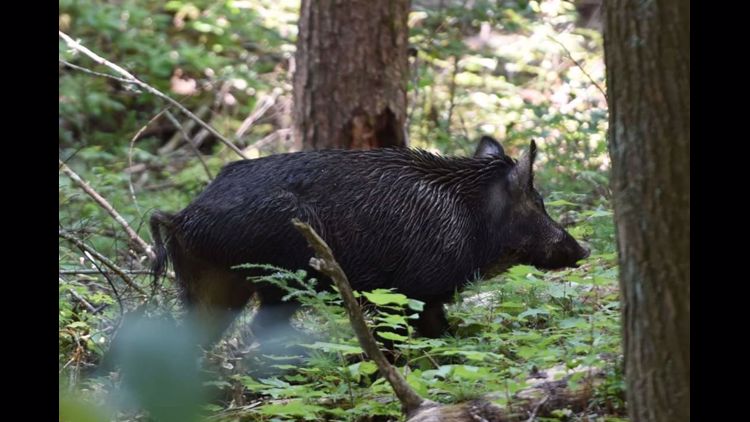 It's hog-hunting season at Big South Fork | wbir.com