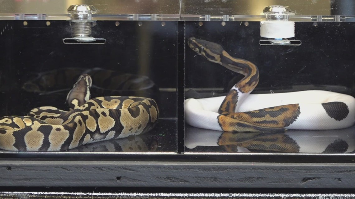 Repticon working to debunk myths surrounding reptile ownership with ...