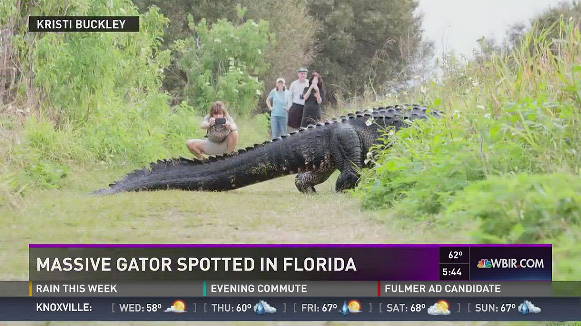Massive gator spotted in Florida | wbir.com