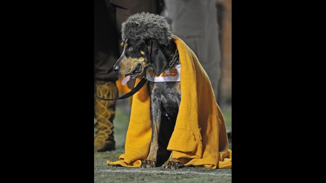 Meet Smokey on Saturday when UT unveils 10 statues in his honor | wbir.com