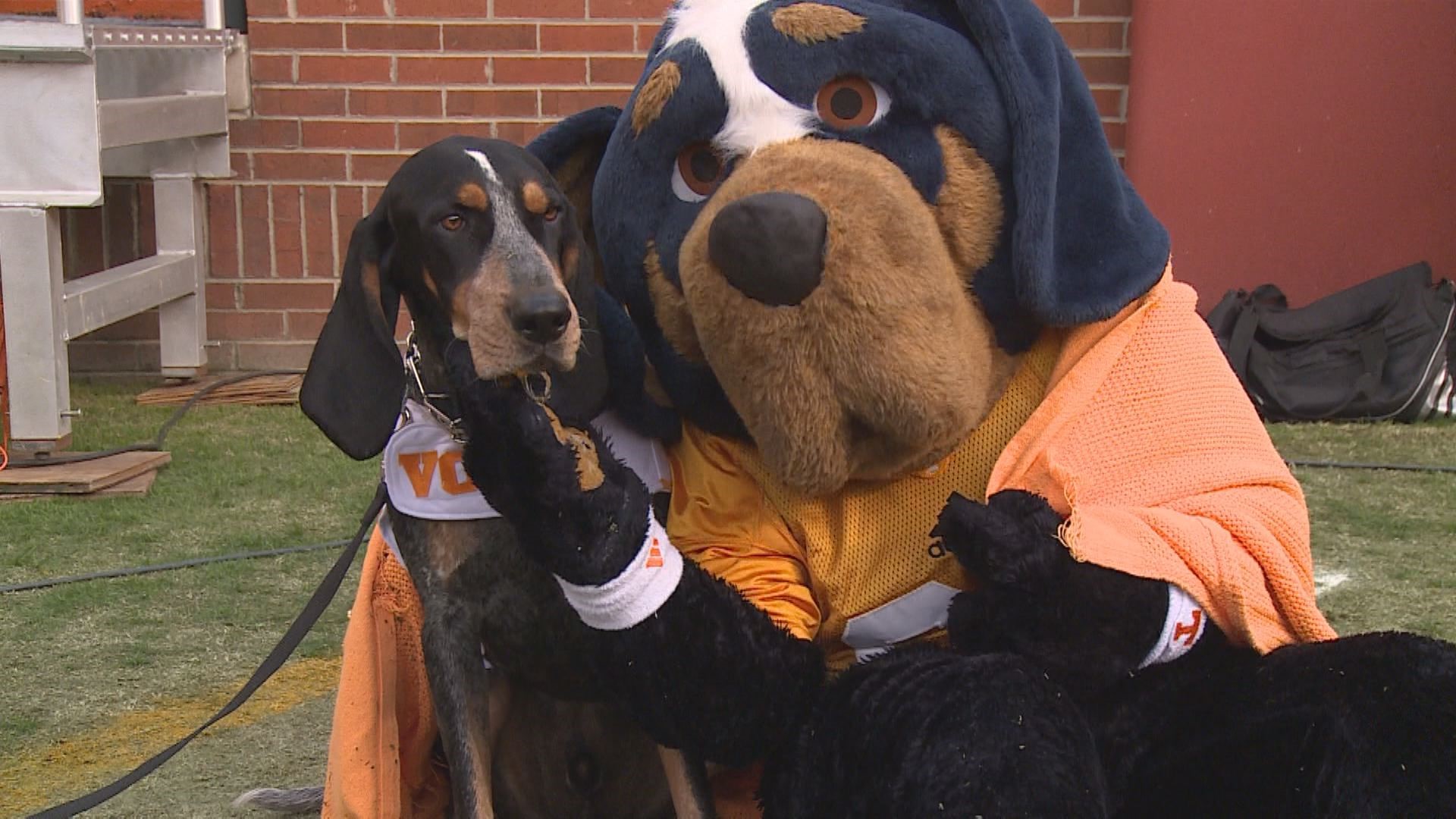 Meet Smokey on Saturday when UT unveils 10 statues in his honor | wbir.com