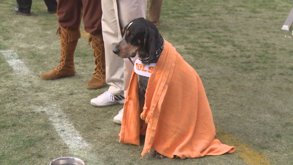 Smokey X, a beloved University of Tennessee mascot, diagnosed with ...