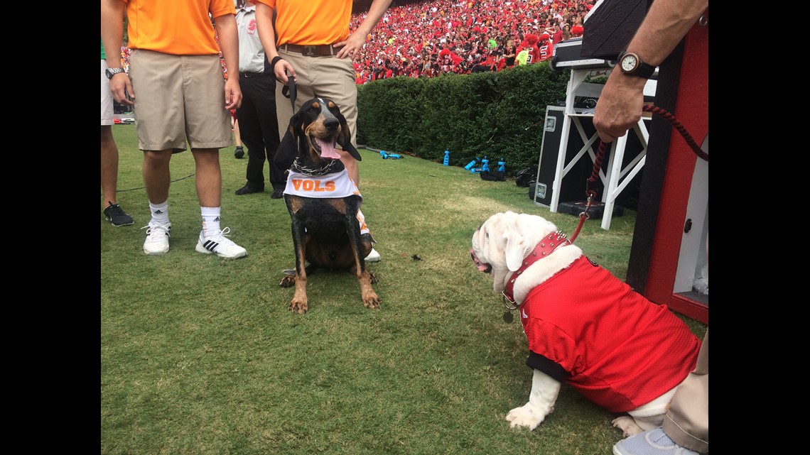 Meet Smokey on Saturday when UT unveils 10 statues in his honor | wbir.com