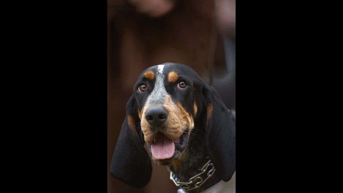 Meet Smokey on Saturday when UT unveils 10 statues in his honor | wbir.com