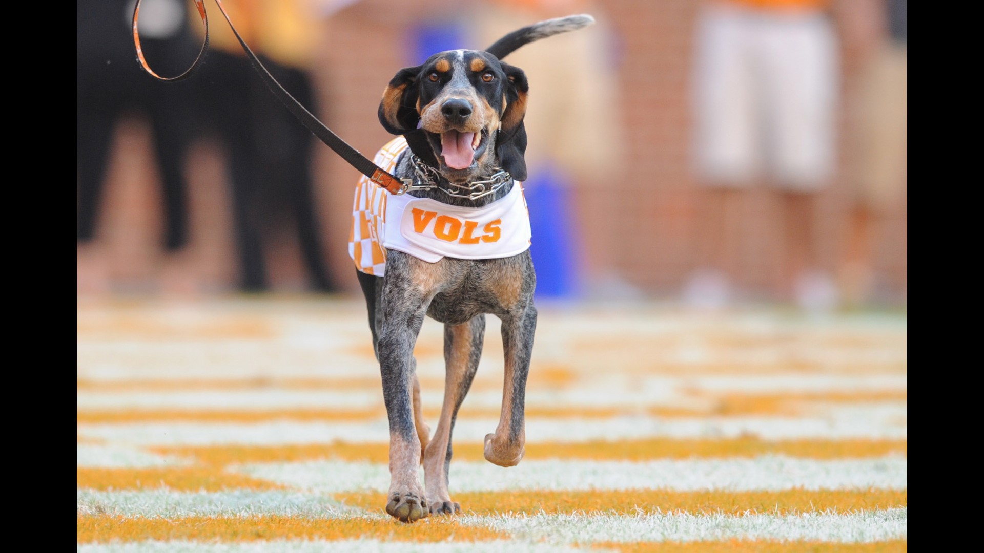 10 fun facts about Smokey | wbir.com