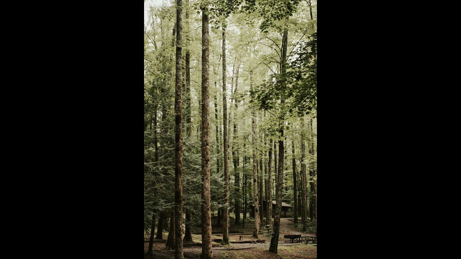 Eastern Band of Cherokee Indians may ask feds to restore name 'Kuwahi ...