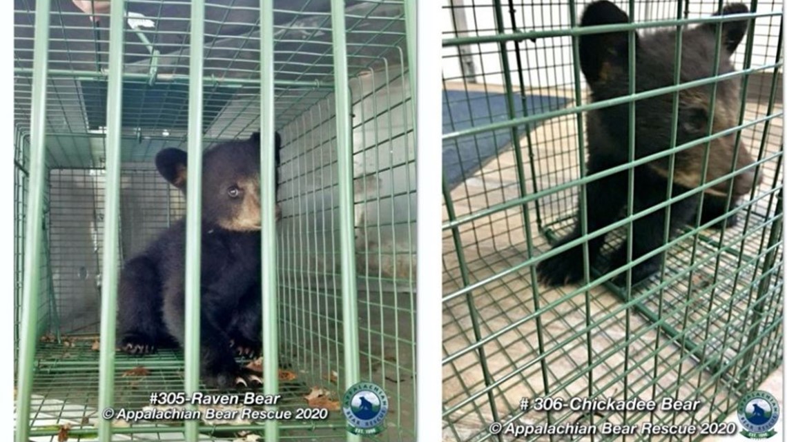Two precious bear cubs rescued in Sevier County after mother ...