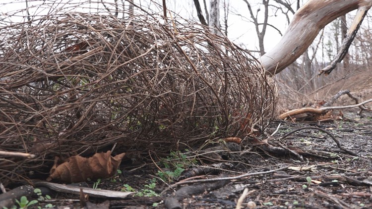 Kill the kudzu! Vine grows danger in Sevier County | wbir.com