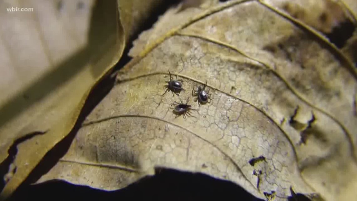 Experts predict bigger tick season this spring in East Tennessee | wbir.com