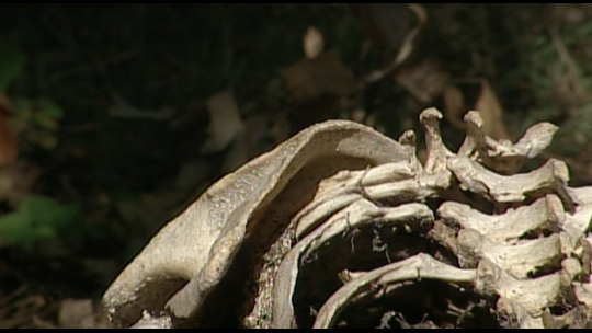 How the Body Farm got its start as leader in forensic study | wbir.com