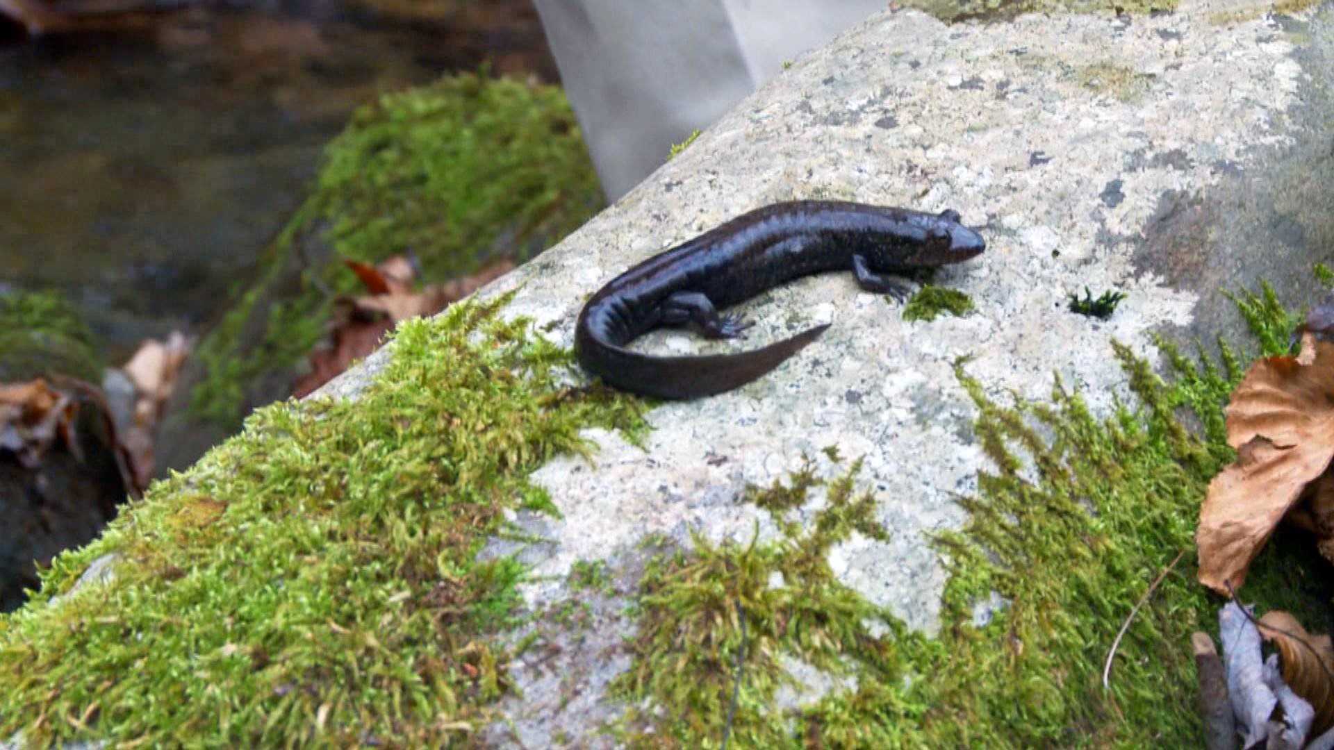 Searching for salamanders in scorched Smokies | wbir.com