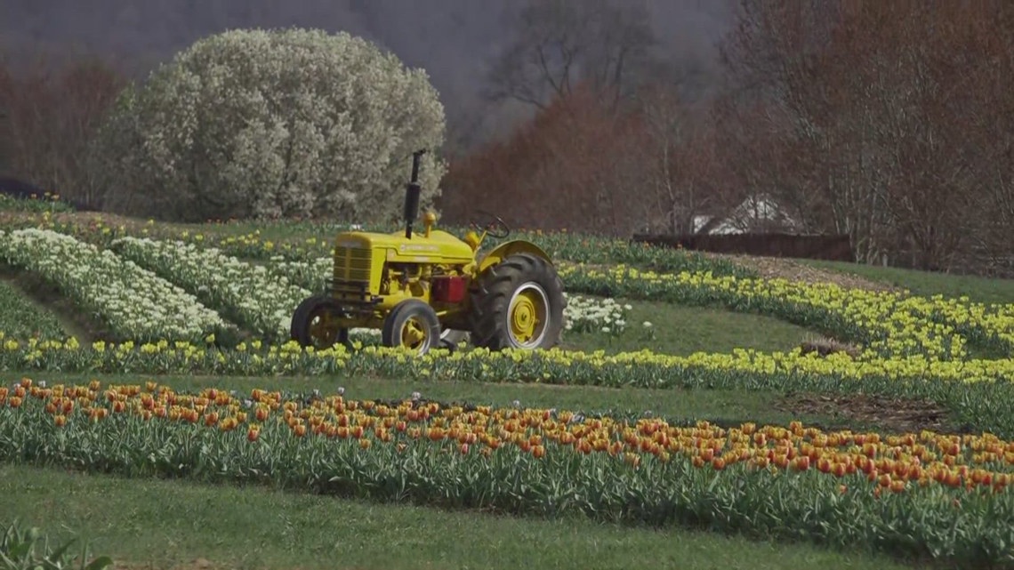 Here's what you can expect during the Tulip Festival at Oakes Farm ...
