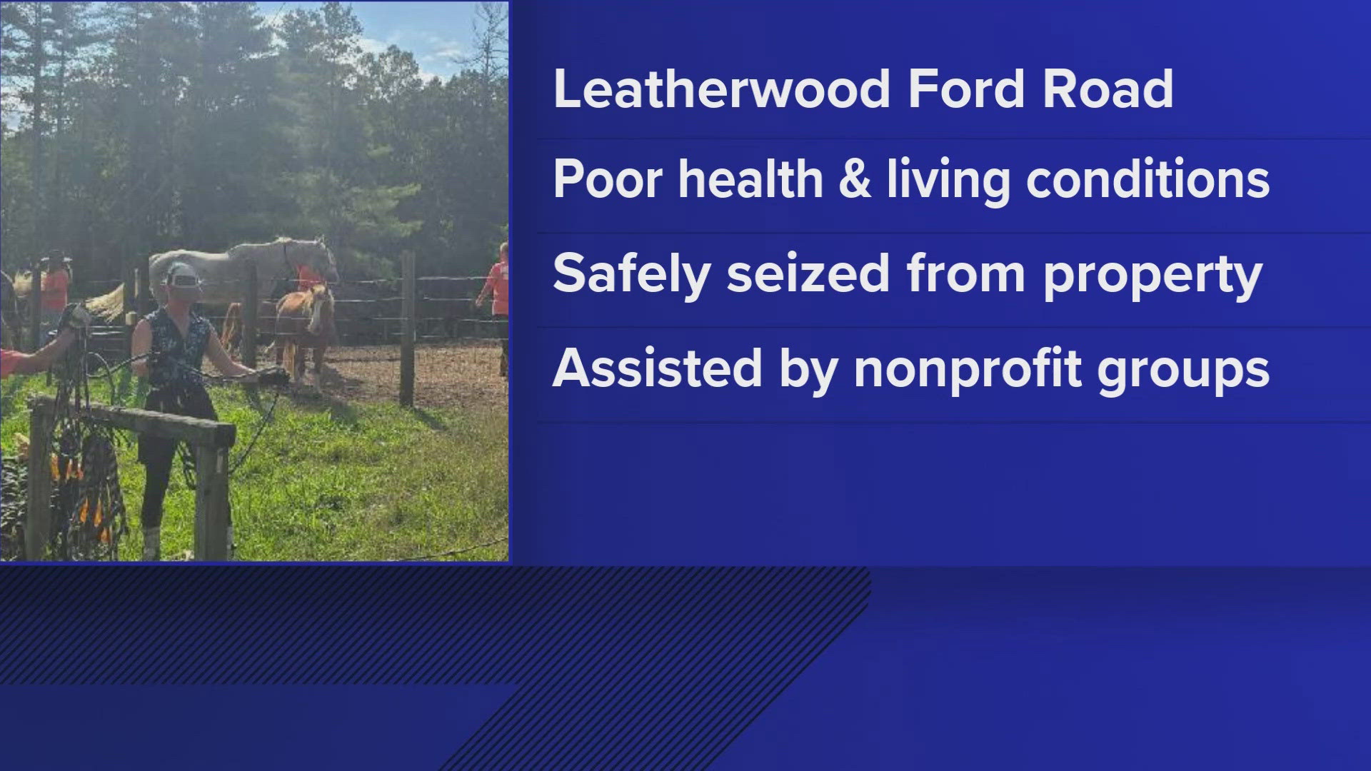 Twenty-five horses, 2 ponies rescued in Fentress County after tip ...