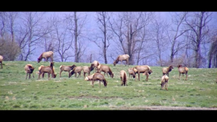 WATCH: TWRA introduces live elk camera | wbir.com