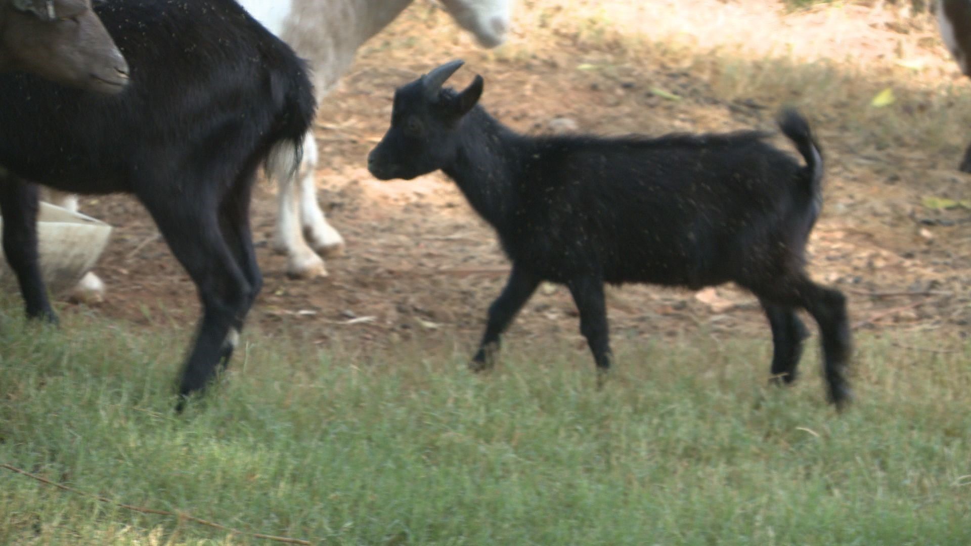 Targeted grazing goats clear land that landscapers can't reach | wbir.com