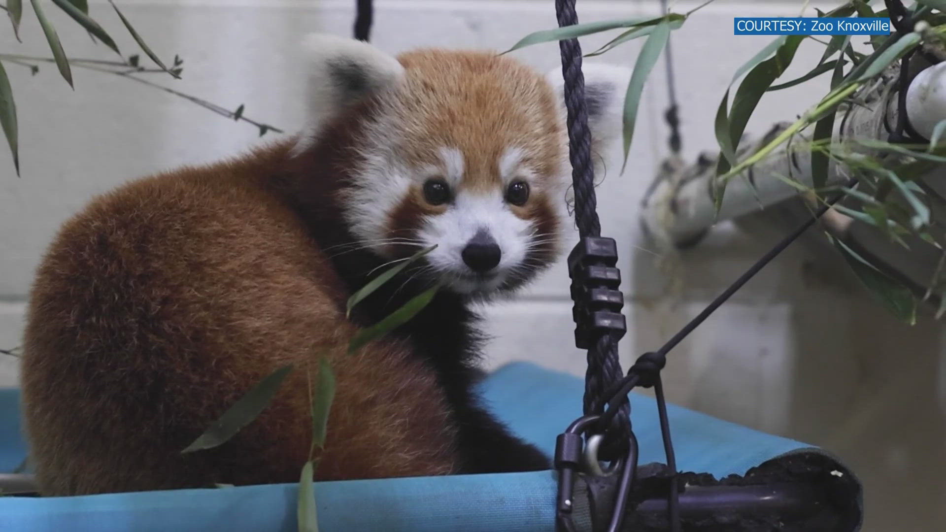 Zoo Knoxville welcomes 3-legged red panda, Khyana | wbir.com
