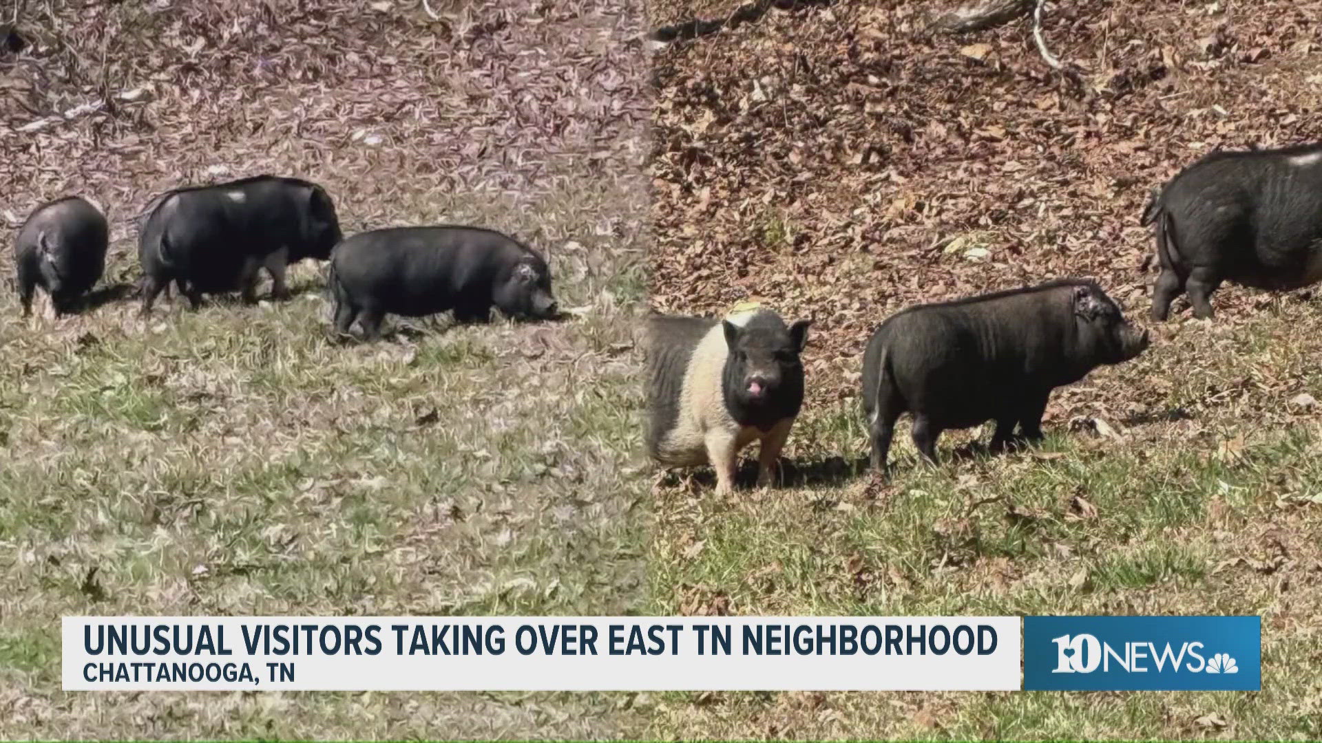 Posse of pigs taking over Tunnel Boulevard neighborhood, neighbors say ...