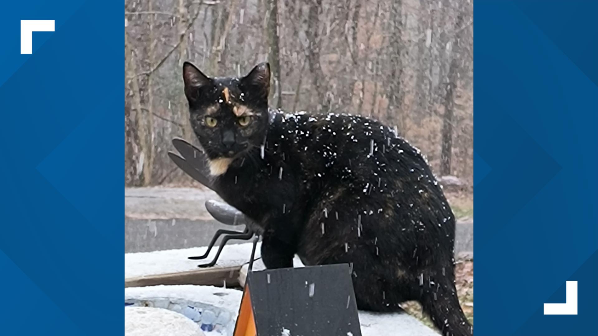 Can you eat snow? Here's a recipe for snow cream | wbir.com