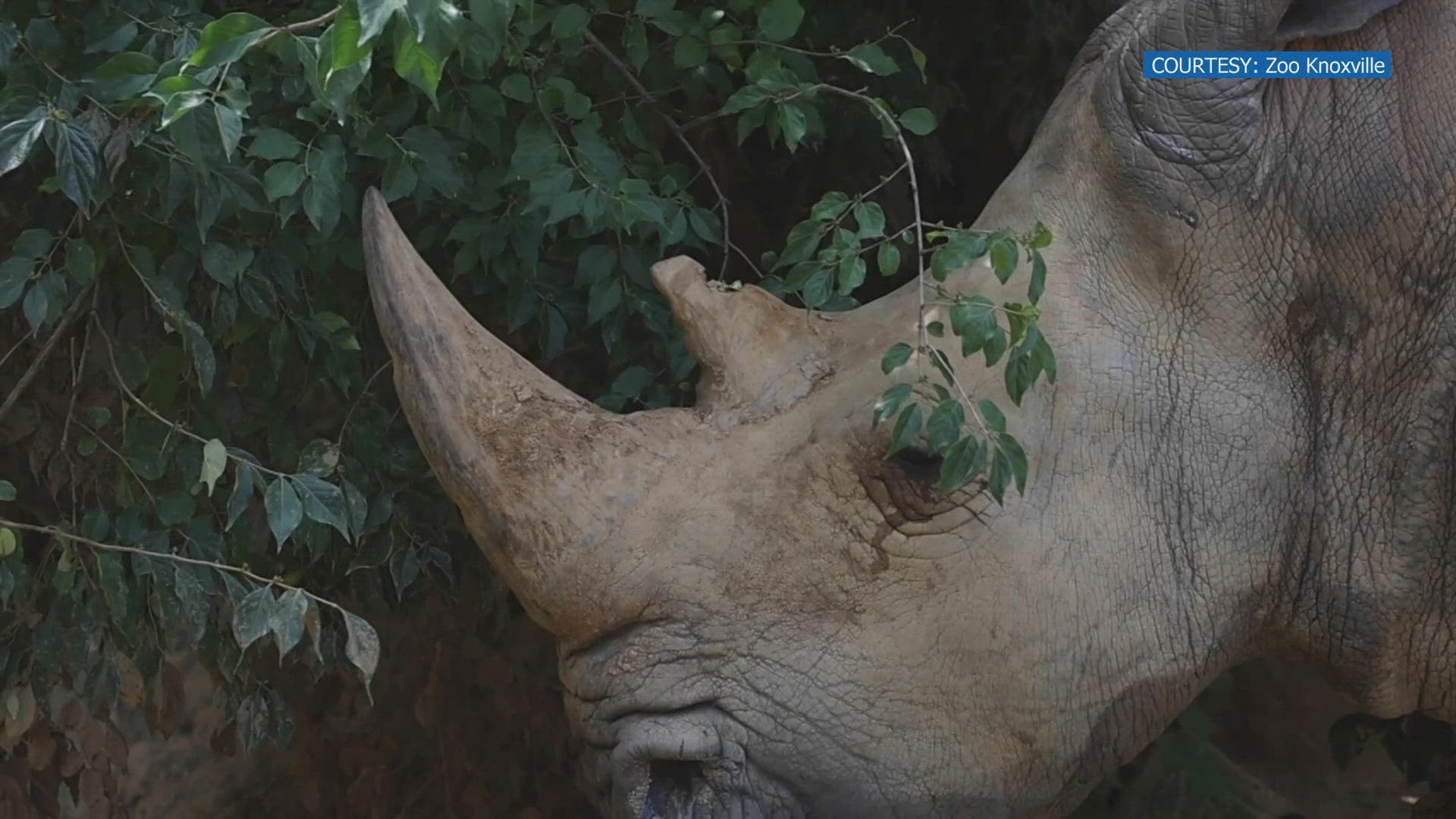 Zoo Knoxville: Dolly the rhinoceros dead at 56 | wbir.com