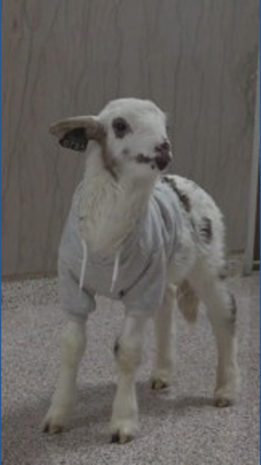 'Shrek' the sheep becomes courthouse celebrity at Tennessee agriculture ...