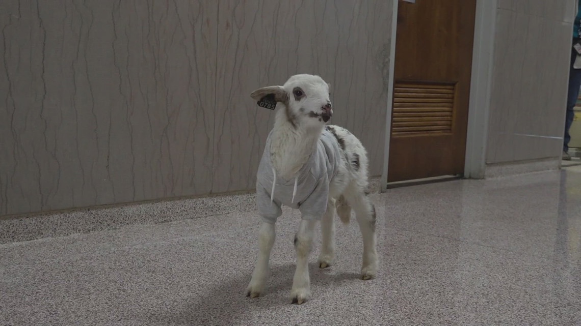 'Shrek' the sheep becomes courthouse celebrity at Tennessee agriculture ...